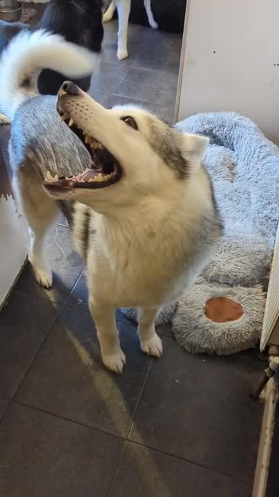 Hungry Huskies Become Extremely Noisy During Feeding | Jukin Licensing