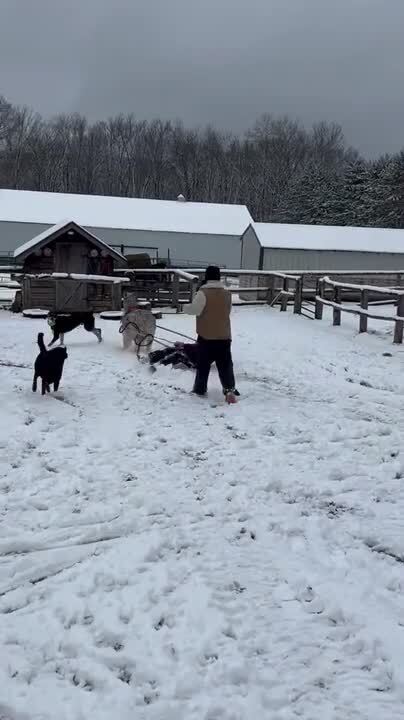 Woman Slides and Falls While Attempting To Sled Behind Mule | Jukin ...