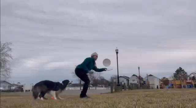 Trainer Performs Impressive Frisbee Moves With Dog | Jukin Licensing