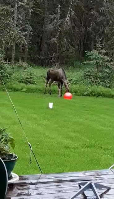 Person Watches Moose Play With Inflatable Ball in Rain | Jukin Licensing