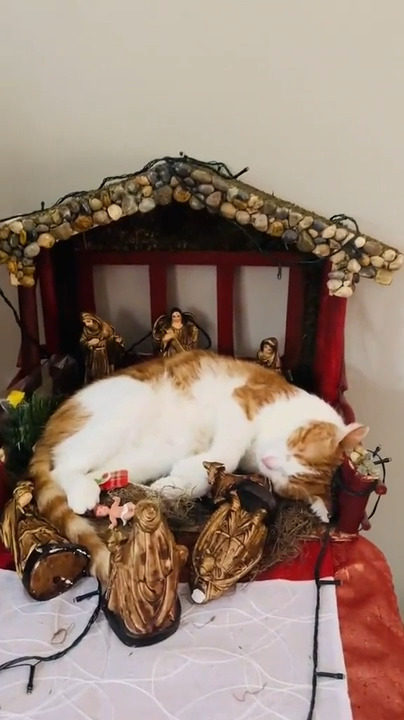 Cat Falls Asleep in Nativity Scene Put Together For Christmas | Jukin ...