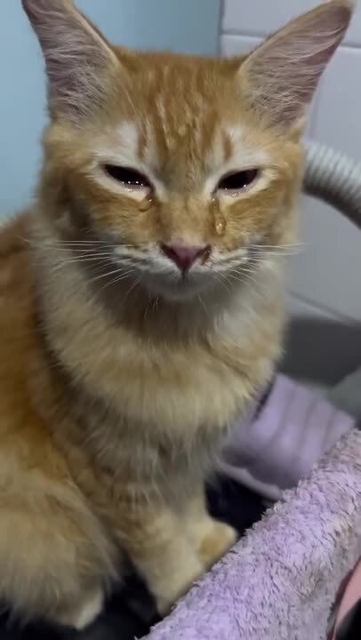 Cat Tears up Sitting Next to Onion in Kitchen | Jukin Licensing