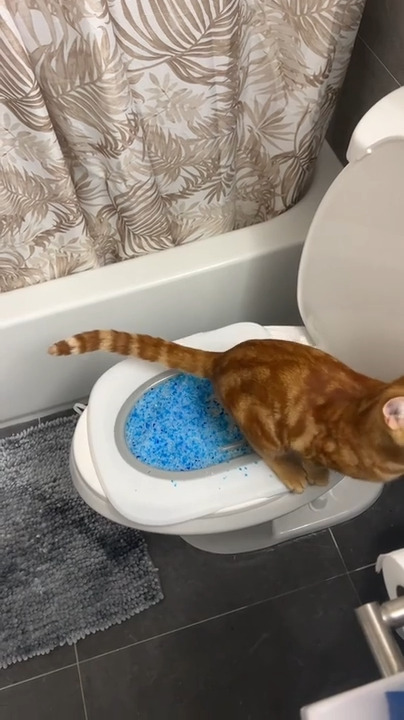 Cat Makes Mess in Bathroom While Being Potty Trained | Jukin Licensing