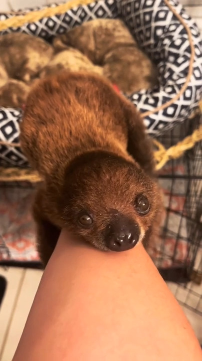 Sloth Makes Cute Meeping Sounds to Snuggle With Owner | Jukin Licensing