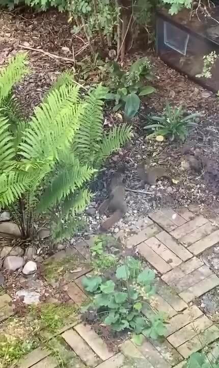 Squirrels Form Conga Line | Jukin Licensing