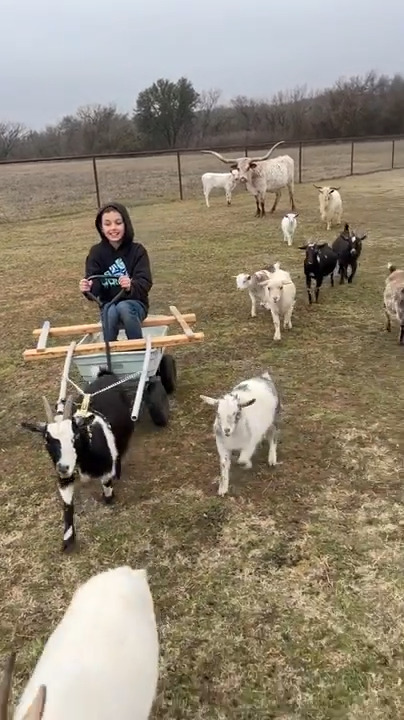 Boy Smartly Uses Goat to Pull His Cart | Jukin Licensing