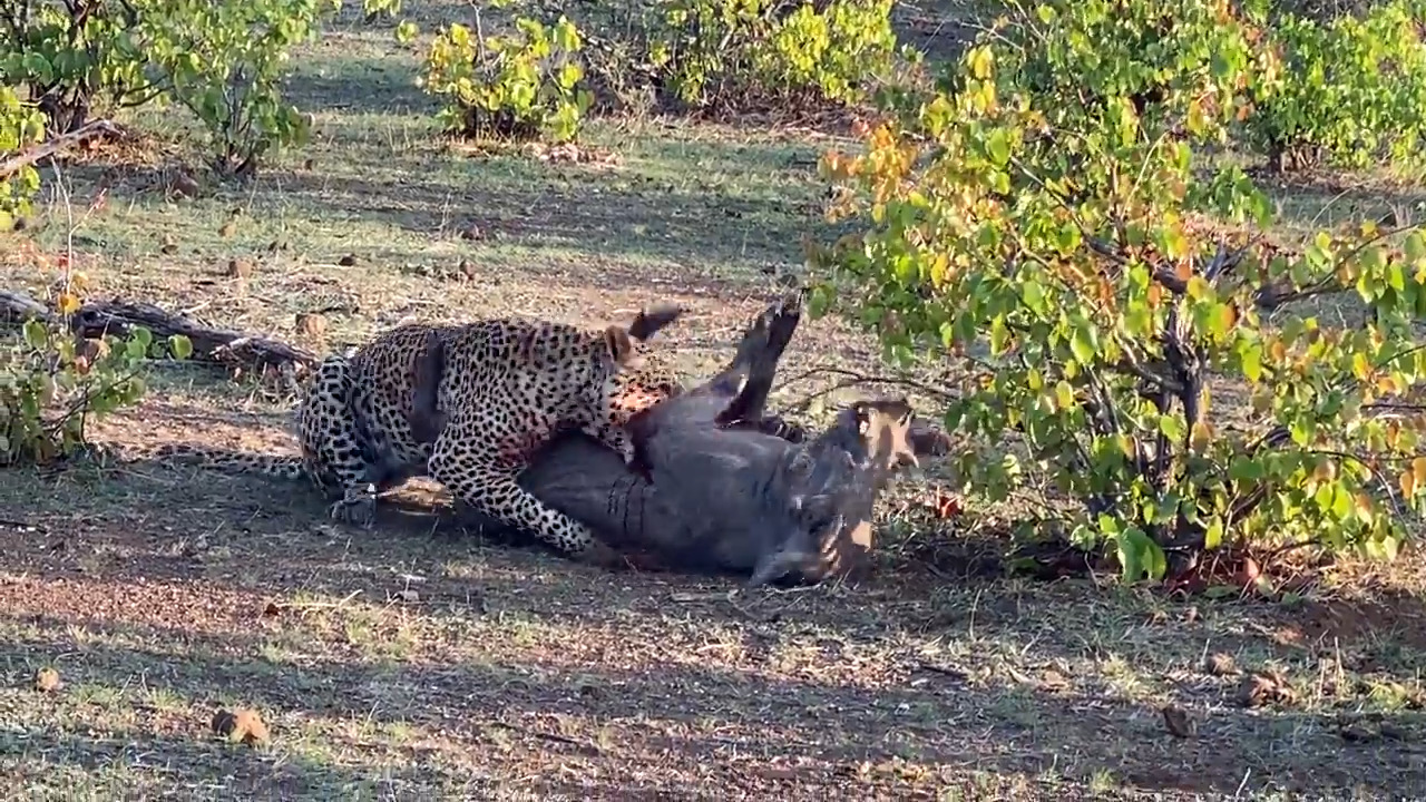 Leopard Kills Warthog by Tearing Its Heart | Jukin Licensing