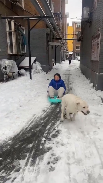 Girl Falls Off Sled Pulled by Labrador in Hebei Province, China | Jukin ...