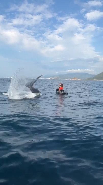 Whale Splashes Water on Person Driving Jet Ski | Jukin Licensing