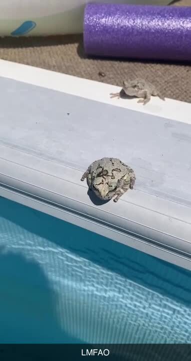 Frog Flicks Bug Into Pool | Jukin Licensing