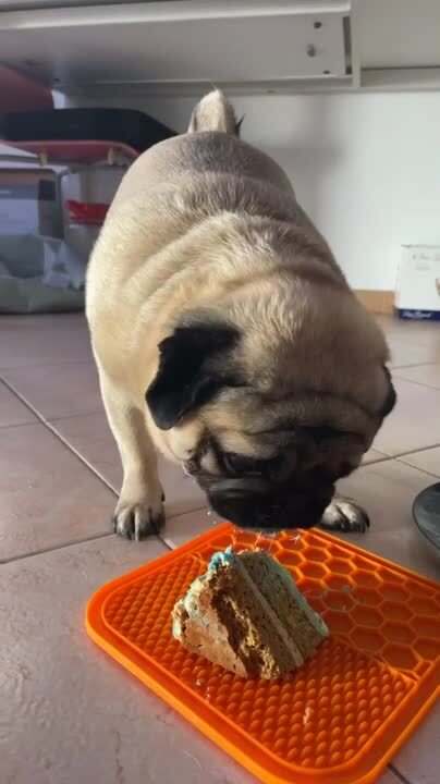 Pugs Make Hilarious Noise While Eating Birthday Cake | Jukin Licensing