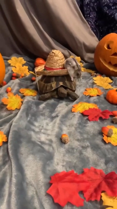 Turtle Wearing Sombrero Carries Hamster on Their Back | Jukin Licensing