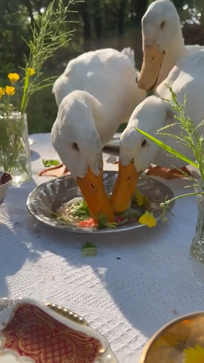 Person Watches Ducks Eat Food on Dining Table | Jukin Licensing