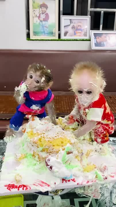 Baby Monkeys Make Mess of Birthday Cake | Jukin Licensing