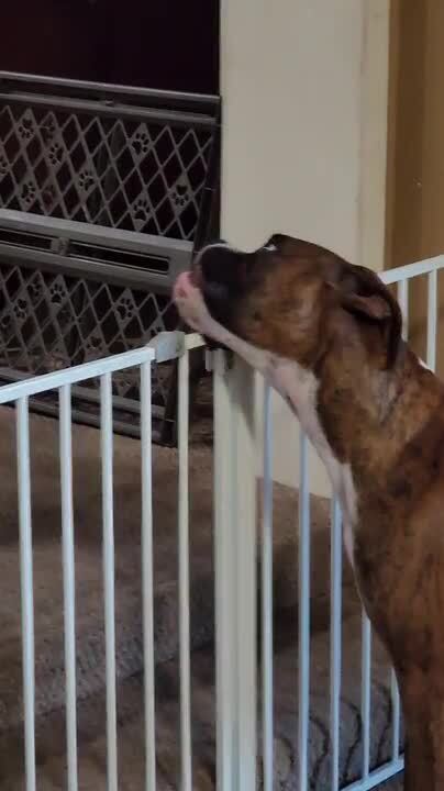 German Boxer Unlocks Dog Gate and Follows Owner Across House | Jukin ...