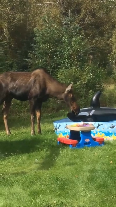 Wild Moose Crashes Kid's Backyard Pool Party | Jukin Licensing