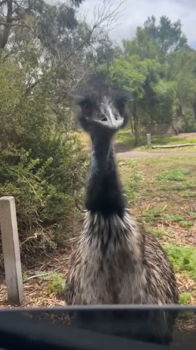 Visitor Gets Scared While Feeding Some Fries to Hungry Emu | Jukin ...