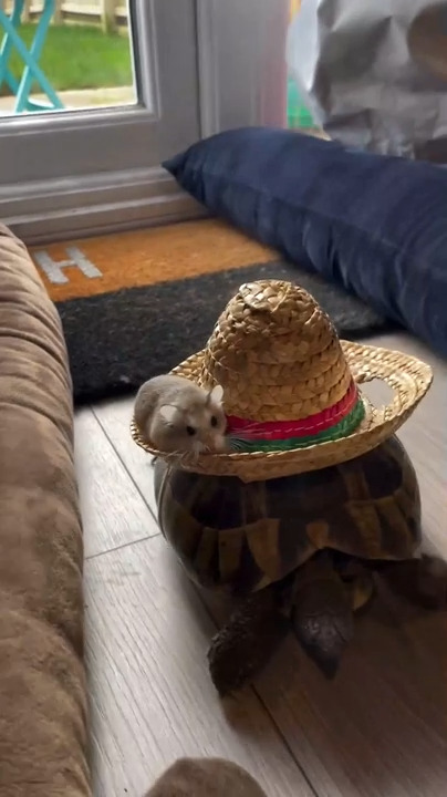 Roborovski Hamster Riding on Tortoise | Jukin Licensing