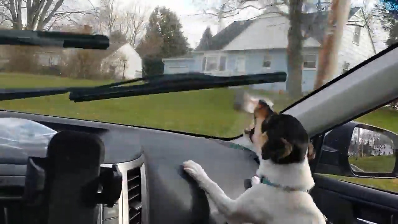 Dog Barks Wildly at Windshield Wipers | Jukin Licensing