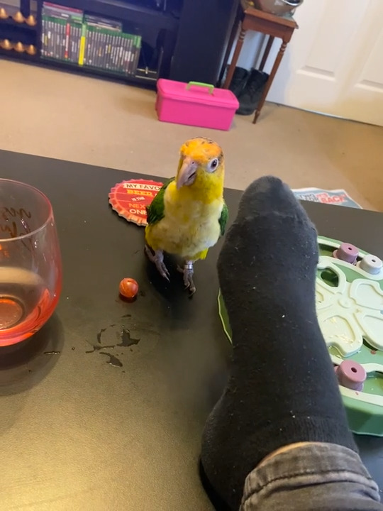 Parrot Dances on Table and Bites Owner's Toe | Jukin Licensing