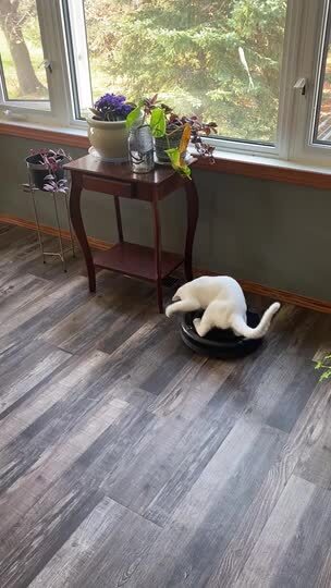 Cat Enjoys Riding on Robotic Vacuum | Jukin Licensing