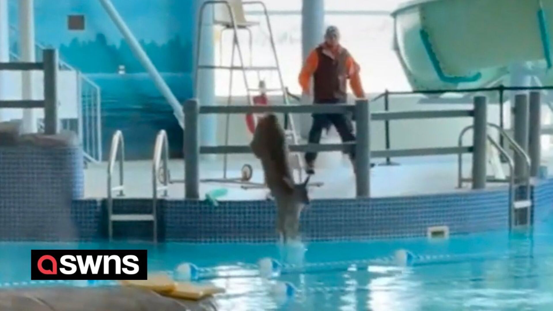 Deer Barges Through Glass Window and Jumps Into Swimming Pool | Jukin ...