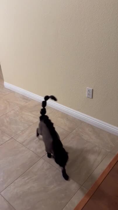 Cat Gives Hilarious Reaction to His Brother's Dinosaur Haircut | Jukin ...