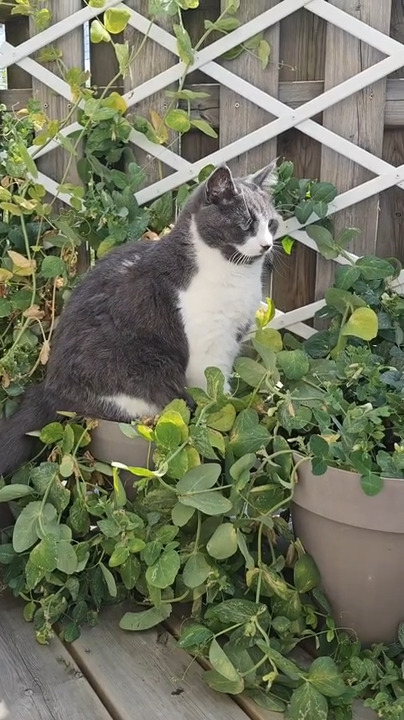 Cat Almost Knocks Over Planter While Jumping Onto Wooden Fence | Jukin ...
