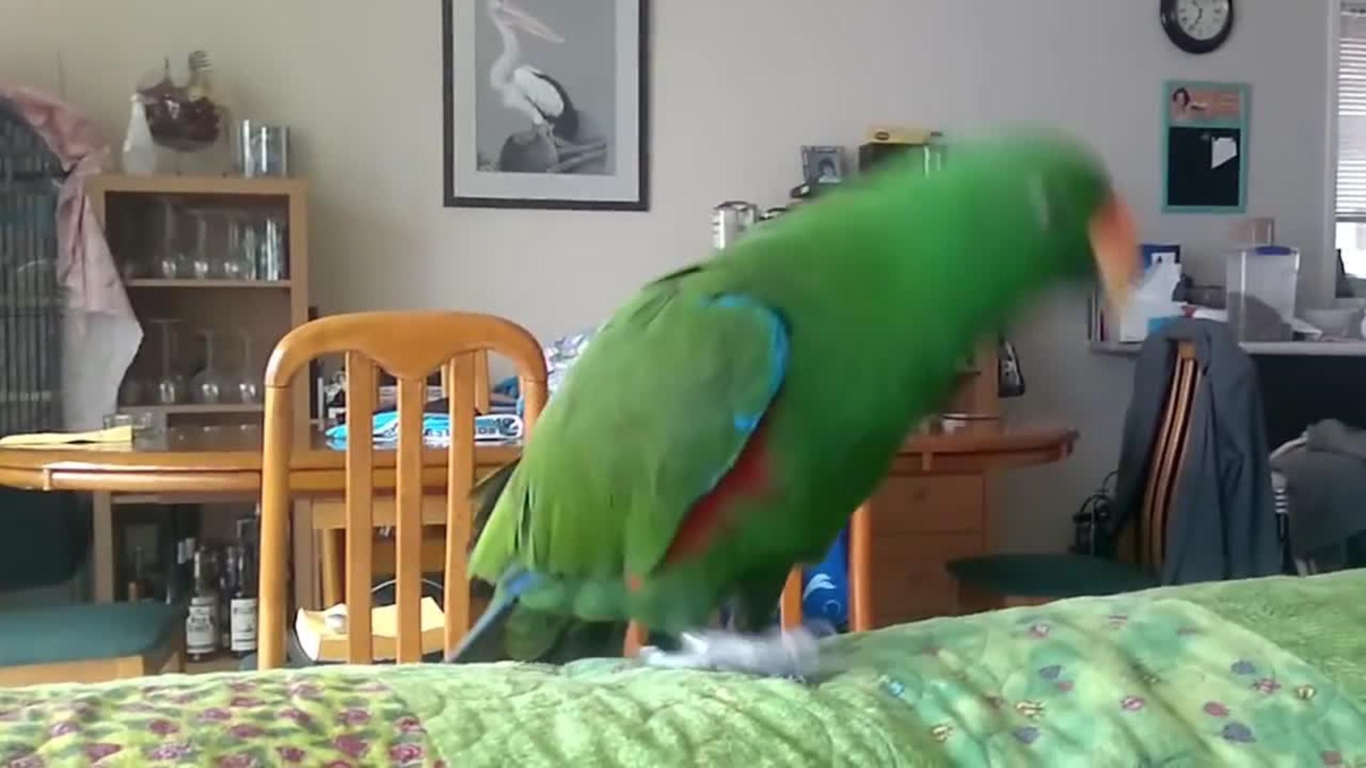 Parrot Dances to Famous Song | Jukin Licensing