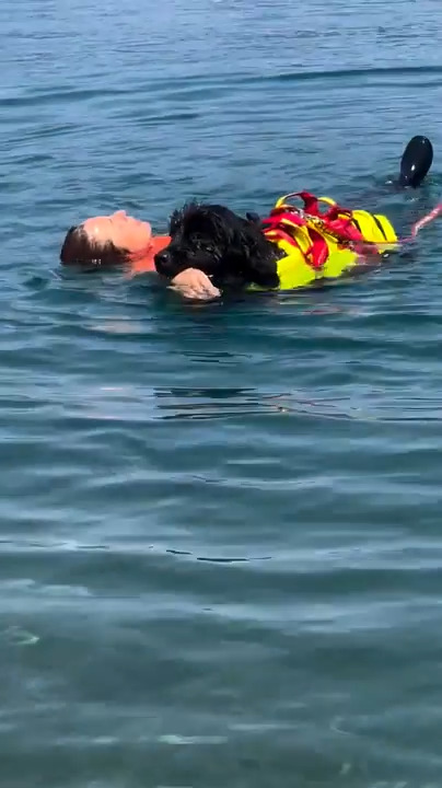 Water Rescue Dog Carefully Brings Person to Shore During Training ...