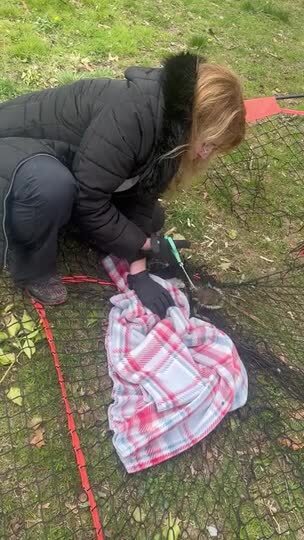 Wildlife Rehabilitator Rescues Squirrel Stuck in Net | Jukin Licensing