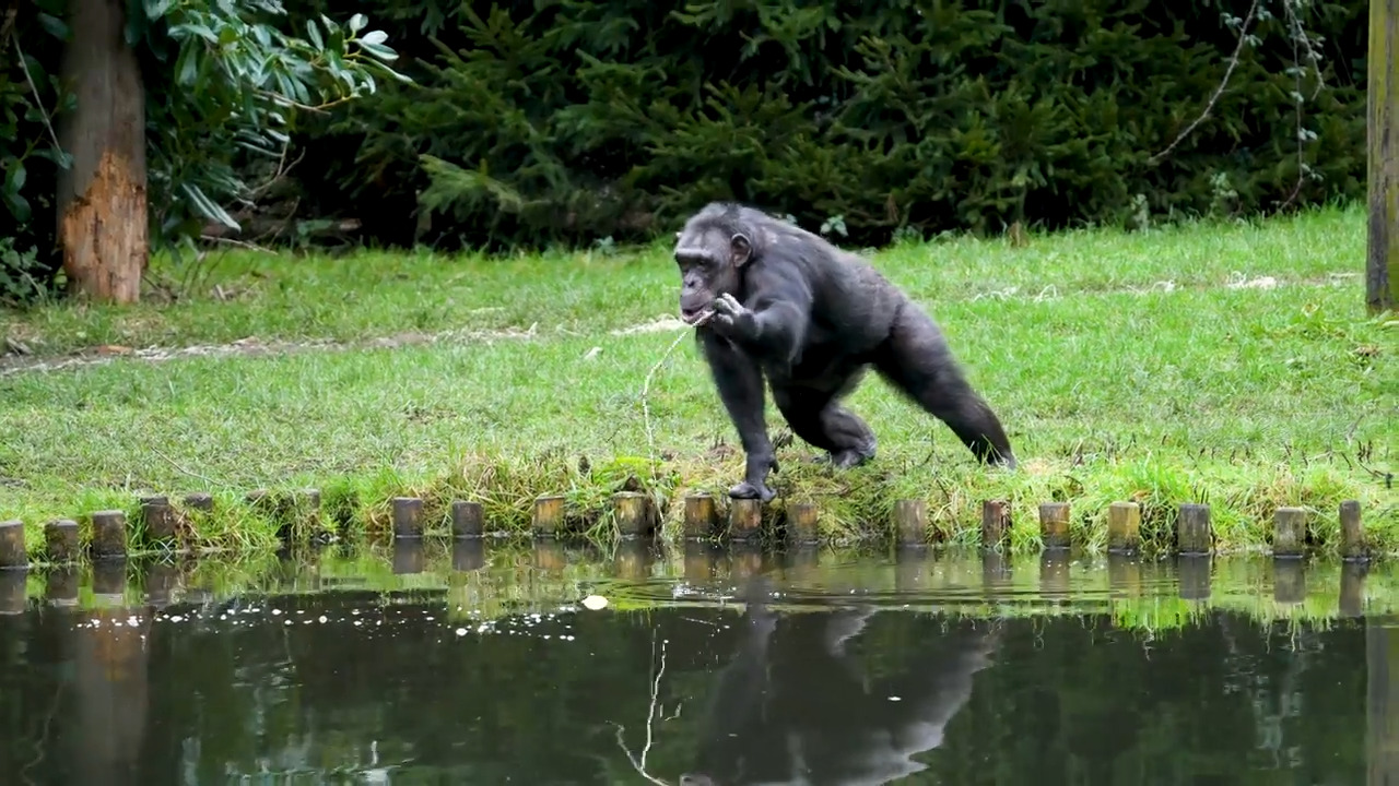 Chimpanzee Uses Stick to Retrieve Apple From Pond | Jukin Licensing