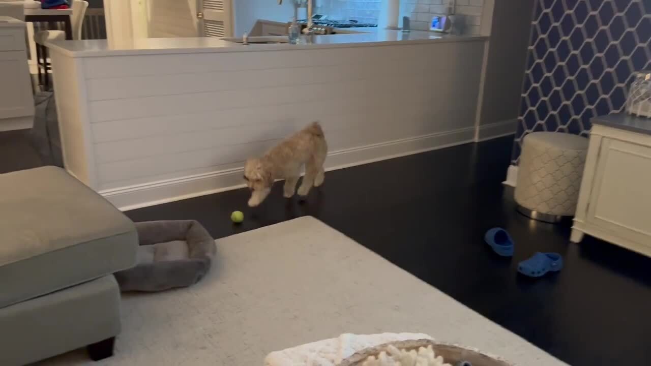 Dog Runs Into Wall While Attempting to Fetch Ball | Jukin Licensing