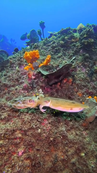 Mourning Cuttlefish Display Mating Ritual | Jukin Licensing