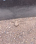 Six Eyed Sand Spider Hides Itself Under Dirt | Jukin Licensing
