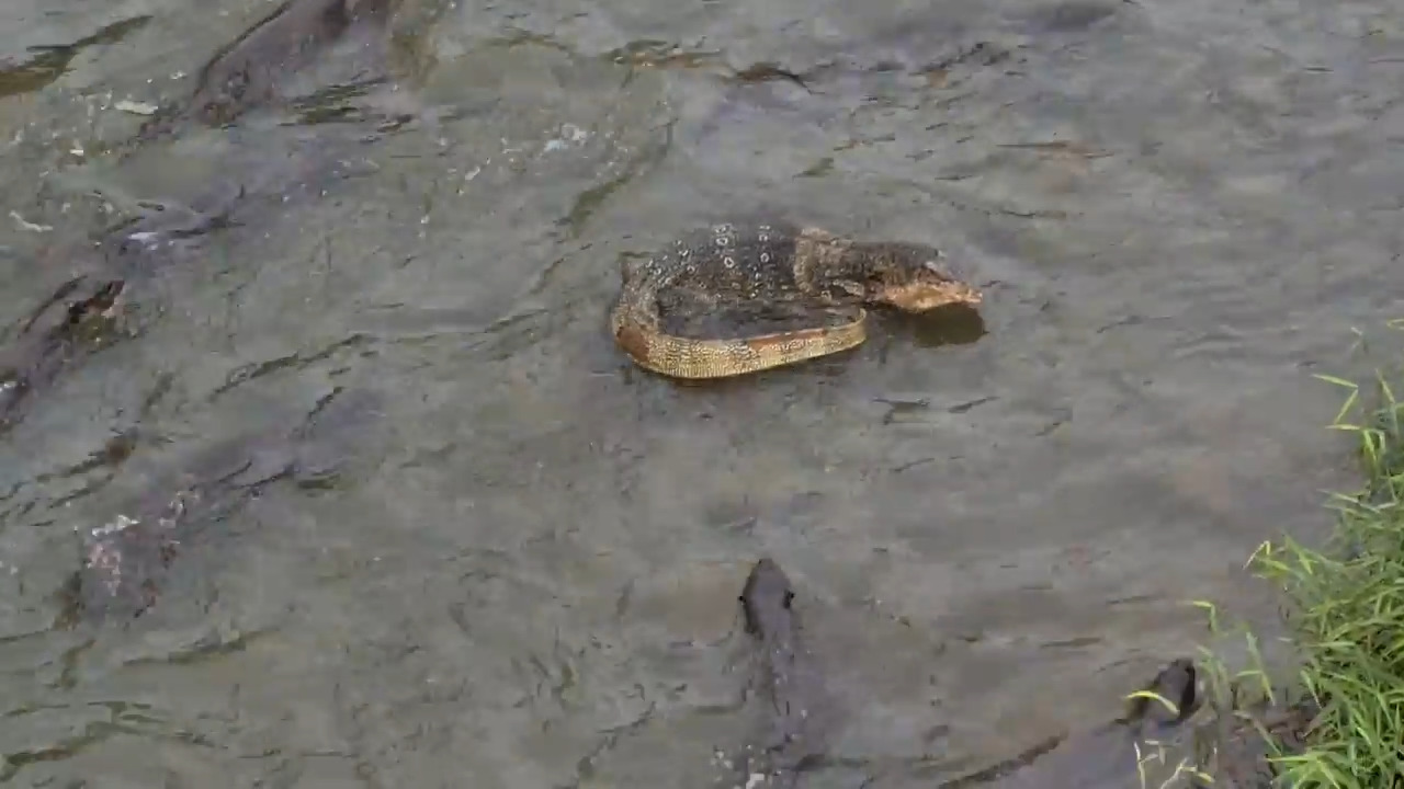 Raft of Otters Attack Monitor Lizard | Jukin Licensing