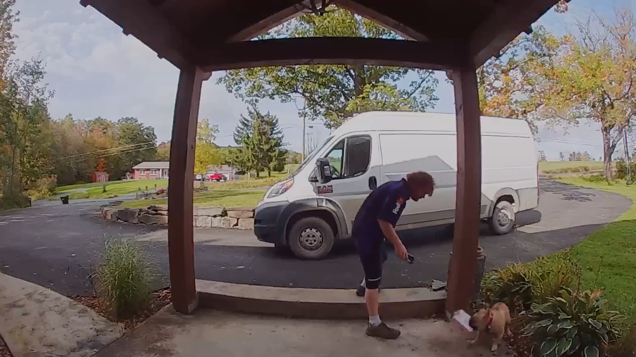 French Bulldog Tries to Destroy Package While Delivery Guy Helplessly ...