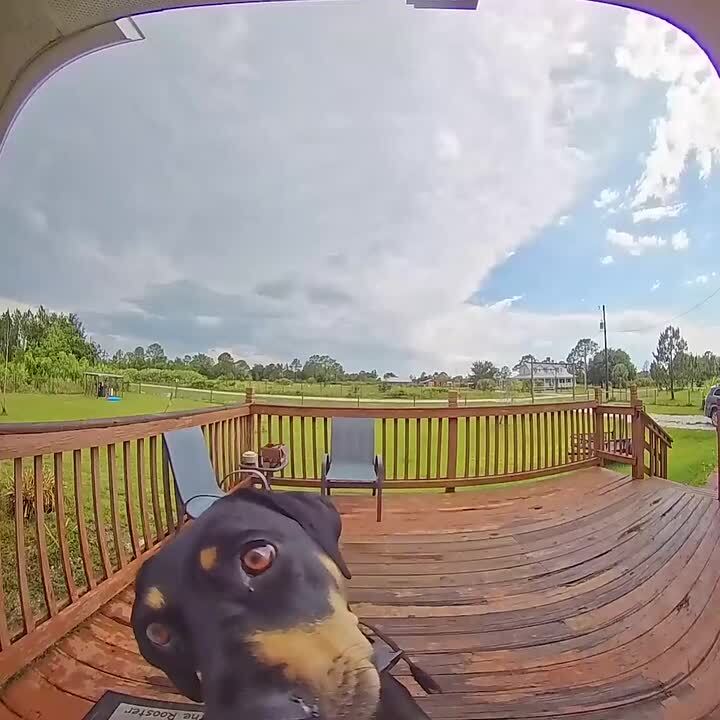 Dog Pressed Doorbell and Gets Confused on Hearing Sound | Jukin Licensing