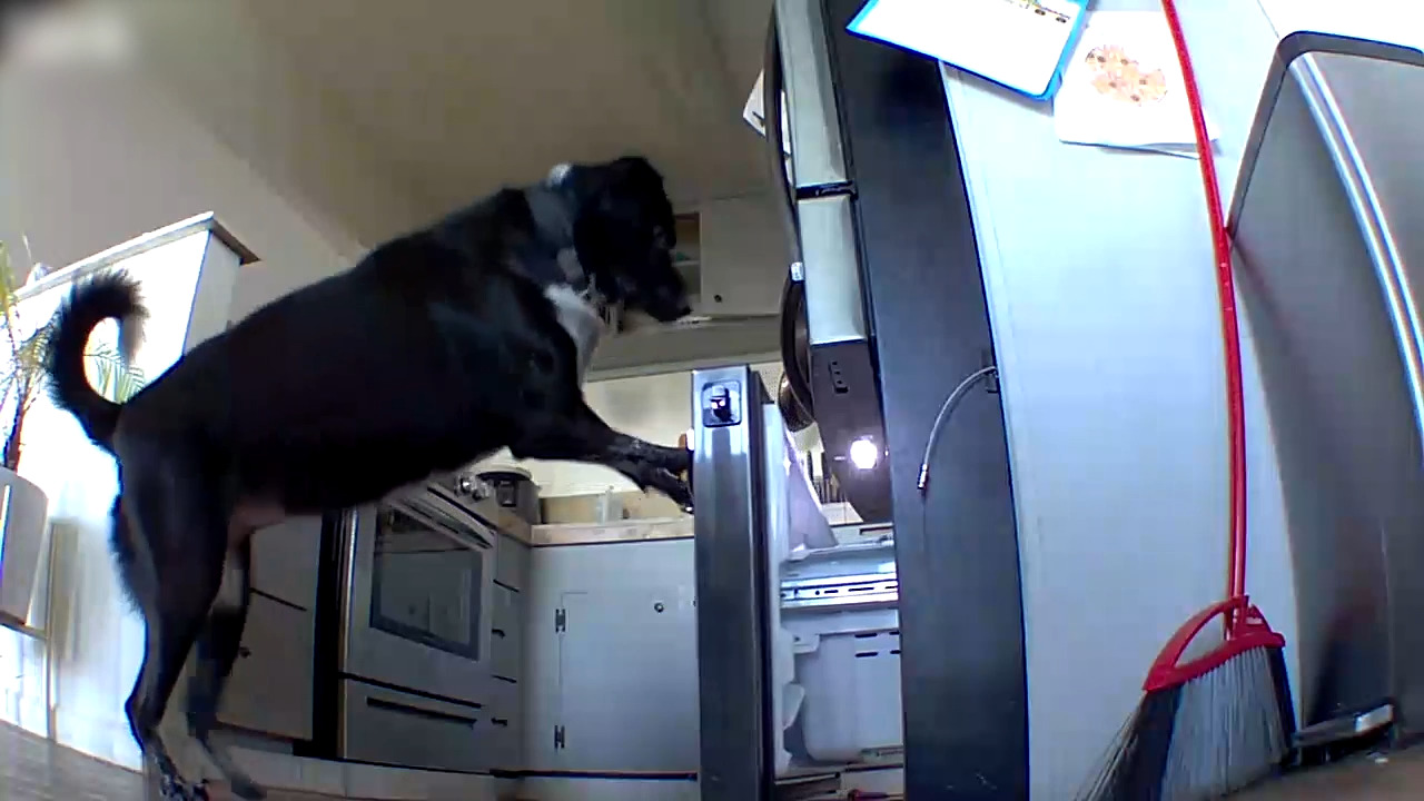 Dog Opens Freezer to Steal Food | Jukin Licensing