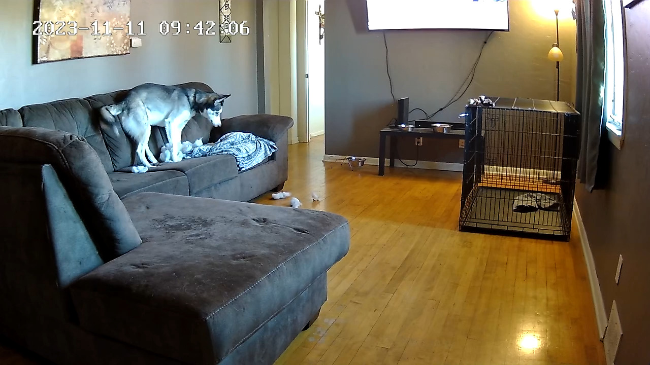 Husky Destroys Couch While Owner Was at Work | Jukin Licensing