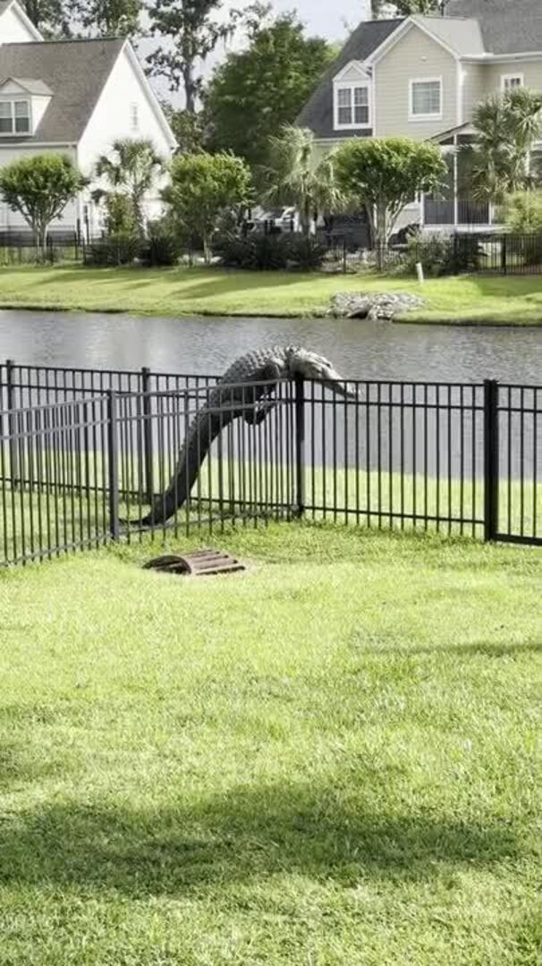 Alligator Struggles to Climb Over Fence | Jukin Licensing