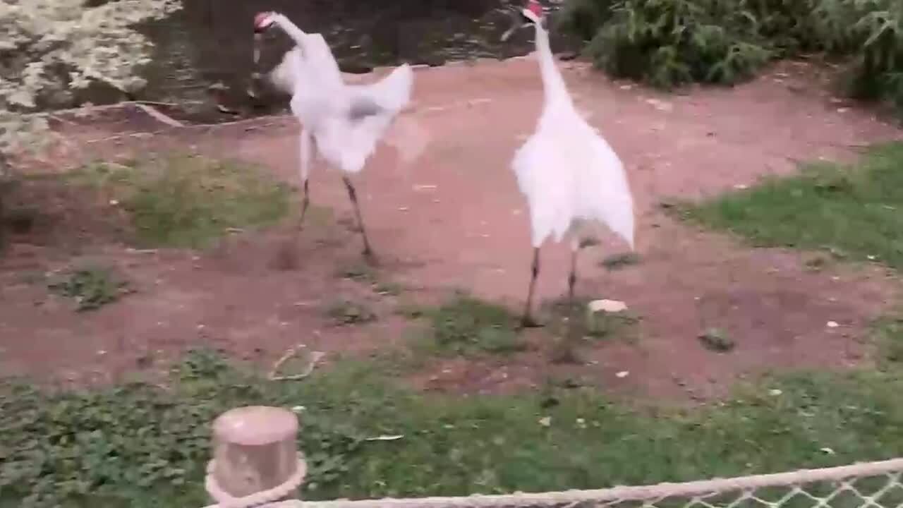 Animals Frantically Run Around in Zoo During Total Solar Eclipse ...