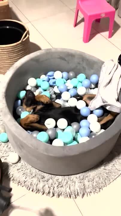 Dogs Play in Ball Pit Pool | Jukin Licensing
