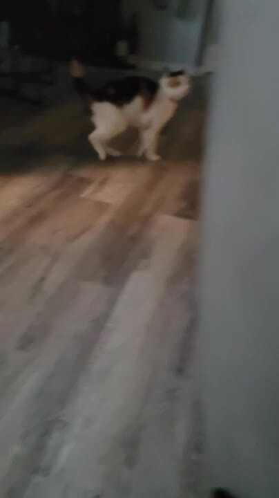 Cat Gets Spooked by Vibrating Toy | Jukin Licensing