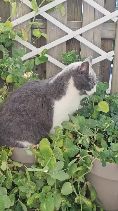 Cat Almost Knocks Over Planter While Jumping Onto Wooden Fence | Jukin ...