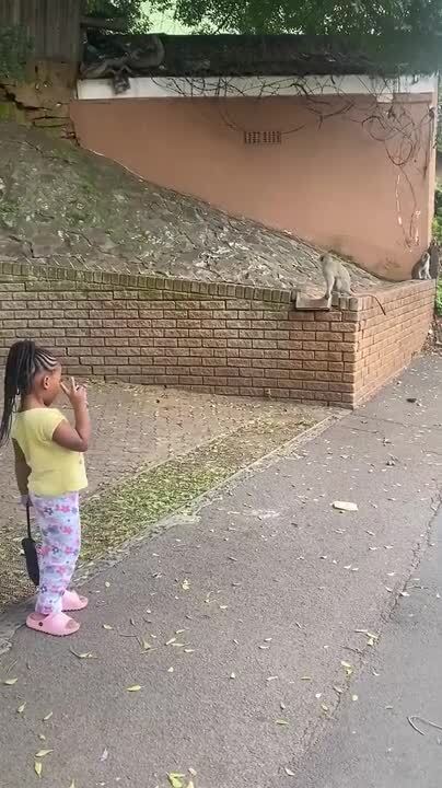 Little Girl Gets Terrified of Charging Monkey While Posing For Photo ...