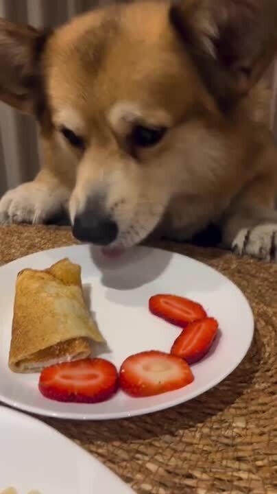 Corgi Feasts on Pancakes While Sitting Near Dining Table | Jukin Licensing