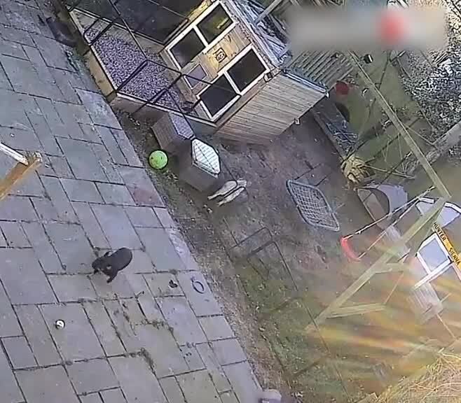 Dogs Crash Into Gate While Running Through Backyard | Jukin Licensing