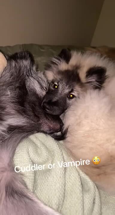 Dog Cuddling With Elder Brother Bites His Face | Jukin Licensing