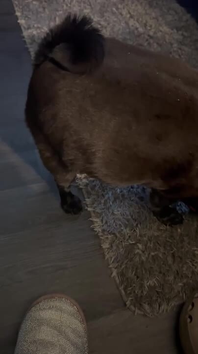 Pug Lets Out Massive Farts as Owner Applies Pressure on Her Tummy ...